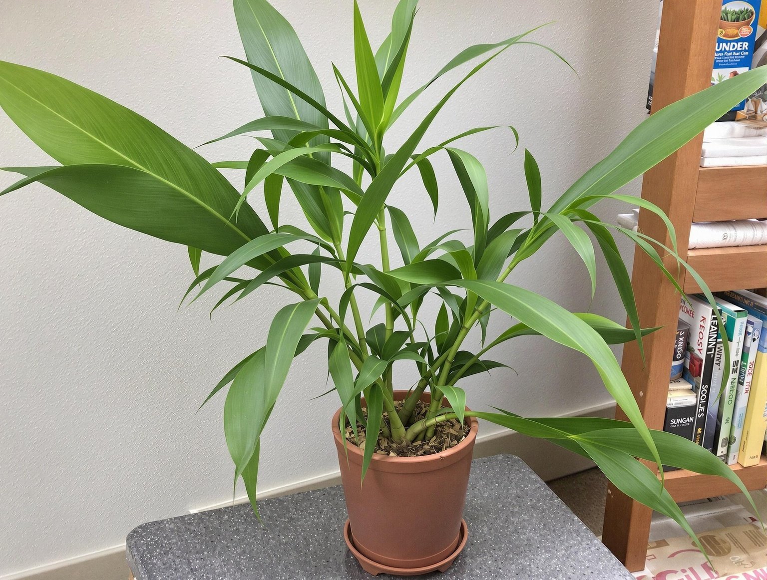 Best Asian Indoor Plants for a Serene and Elegant Home - Green Garden Guide