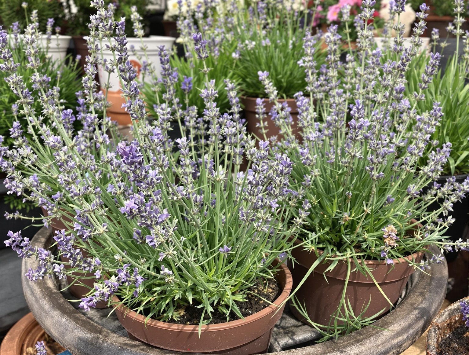 Best Outdoor Potted Plants for Colorado: A Complete Guide - Green ...