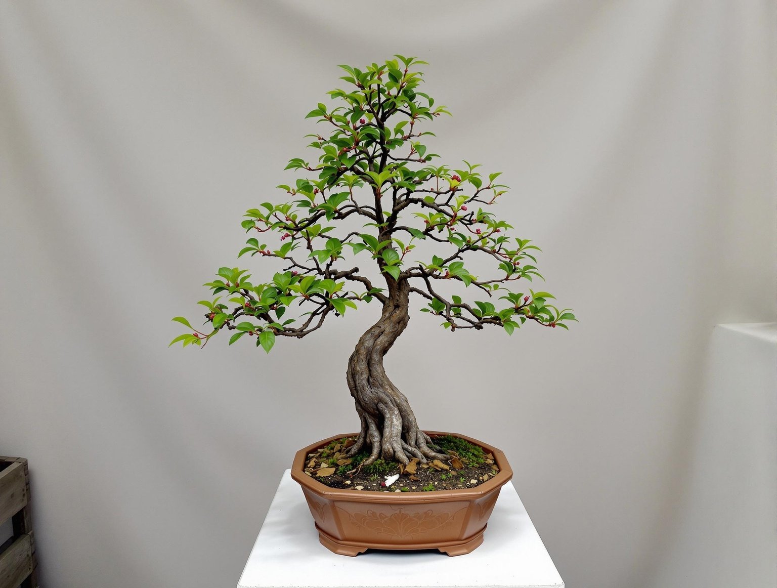 Best Asian Indoor Plants for a Serene and Elegant Home - Green Garden Guide